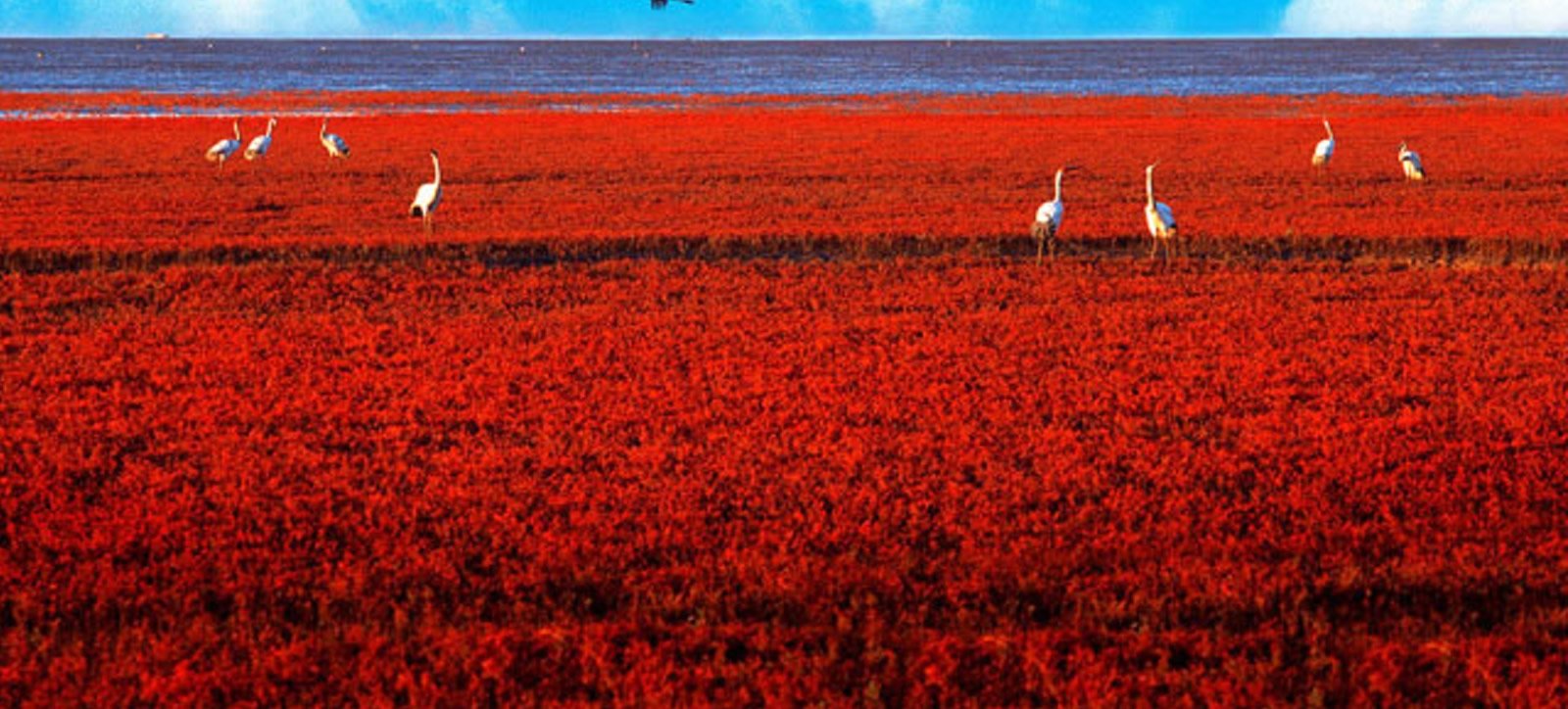 Panjin Red Beach - China